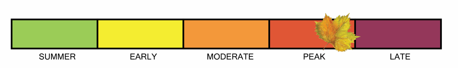 Foliage Tracker - SVDV Chamber of Commerce